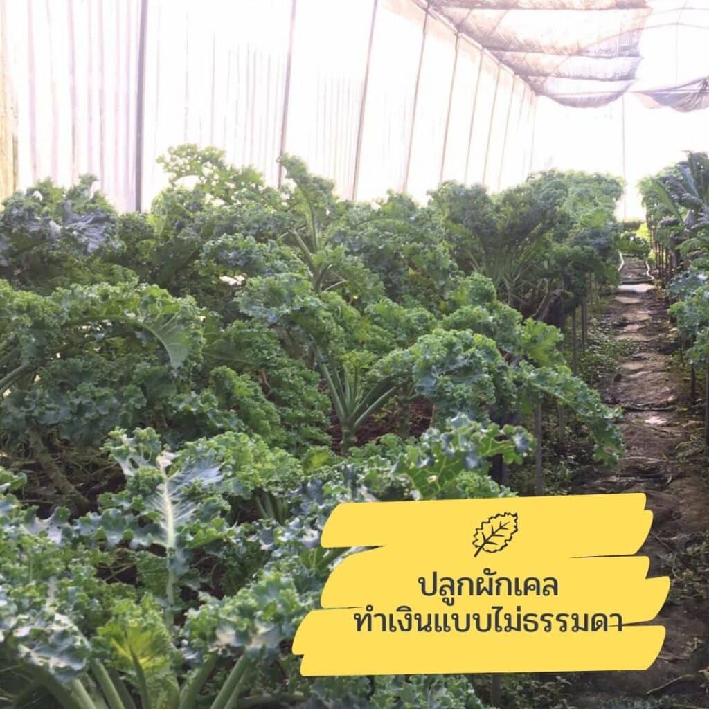 ปลูกผักเคล “Kale” ทำเงินแบบไม่ธรรมดา - ifarm.co.th